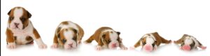 Dog Growth Spurts And Stages (What To Expect | Solved!) - [2026]
