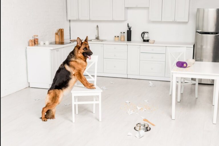 What Should You Do If Your Dog Ate Glass? (Solved!) - [2026]