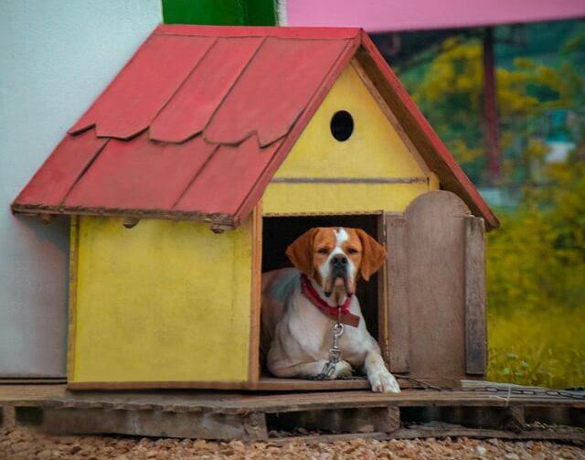 Are Dog Houses Cruel Solved Explained 2023 
