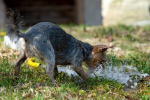 How Hot Is Too Hot For Yorkies? Tips To Keep Your Pet Safe - [2026]