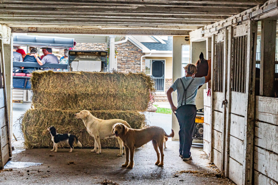 Are The Amish Puppy Mill Breeders Examining The Truth 2023 Are The Amish Puppy Mill Breeders Examining The Truth 2023