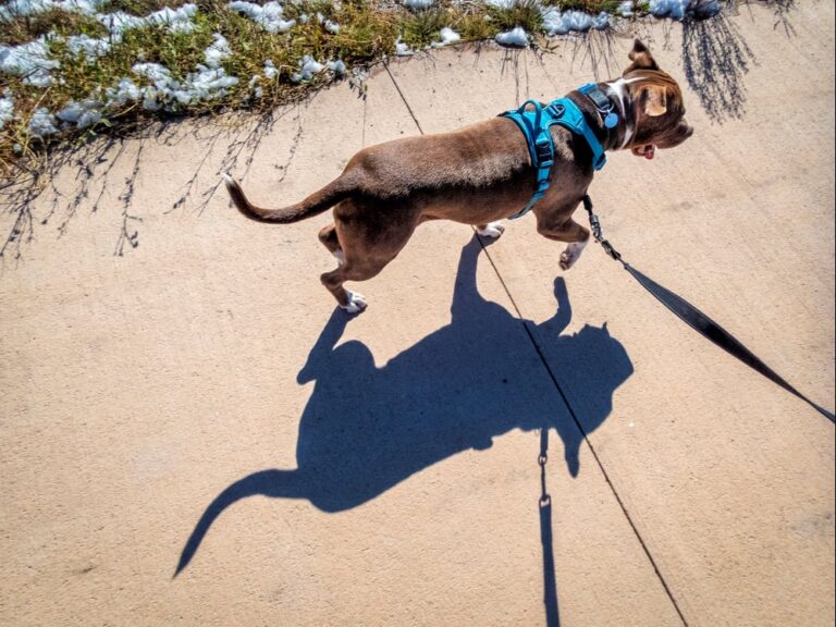 Dog Walking Laws Is A Harness Required For Your Pup 2023 dog-walking-laws-is-a-harness-required-for-your-pup-2023