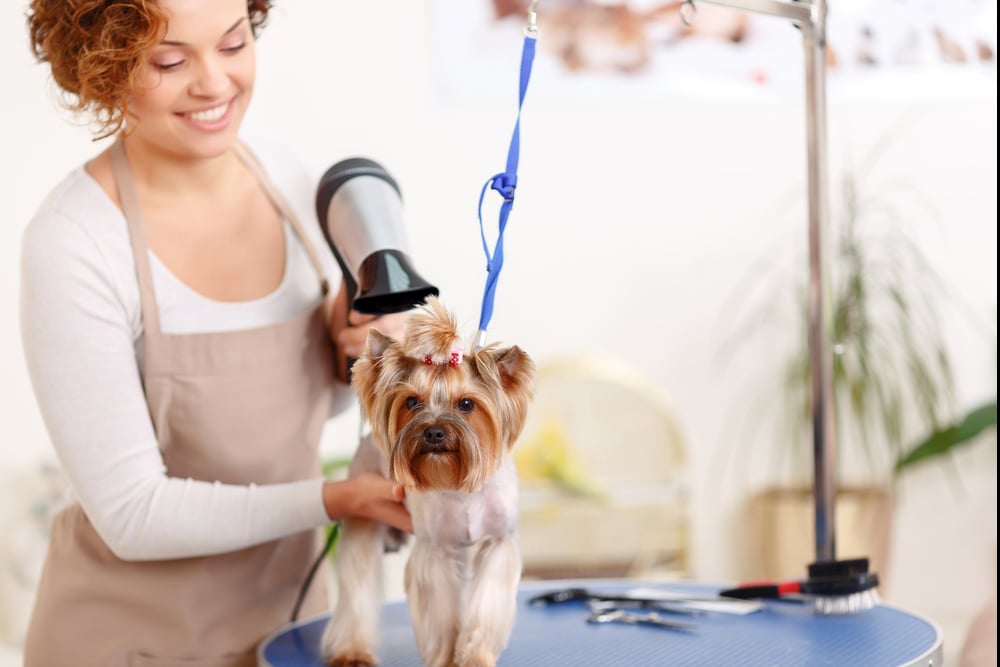 How Much Does It Cost To Start A Dog Grooming Business 2024 
