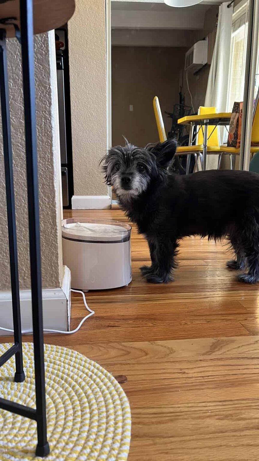 Homerunpet Dog Water Fountain Review - My Tests And Results - [2026]
