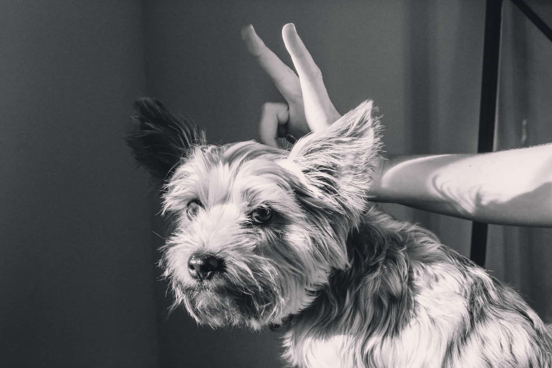 What Is A Parti Yorkie? 8 Weeks Old Example!!! - [2026]