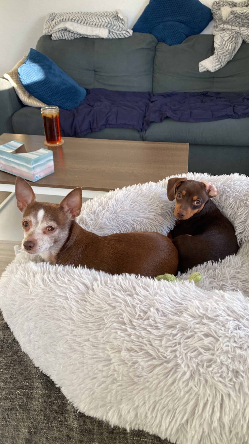 Double The Fun: Are Two Chihuahuas Better Than One? - [2026]