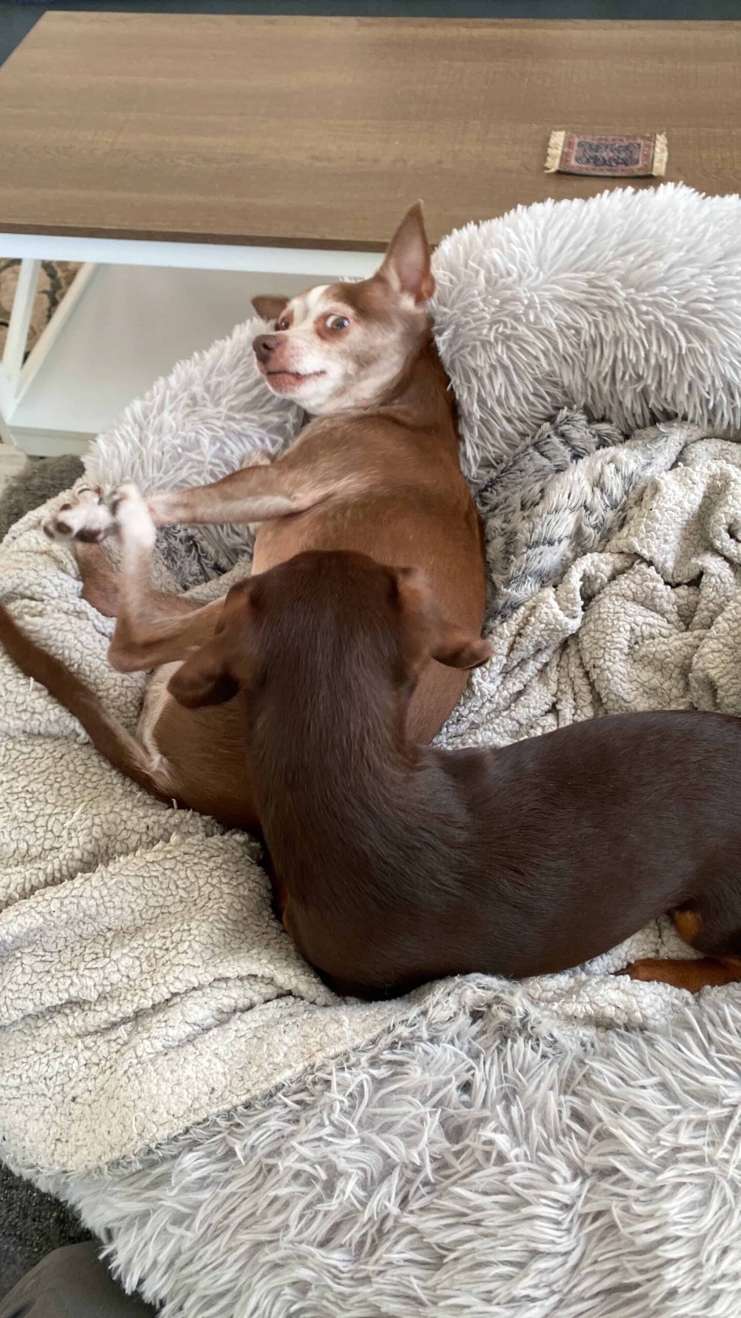 Why Do Chihuahuas Bite? Understanding Their Behavior - [2026]