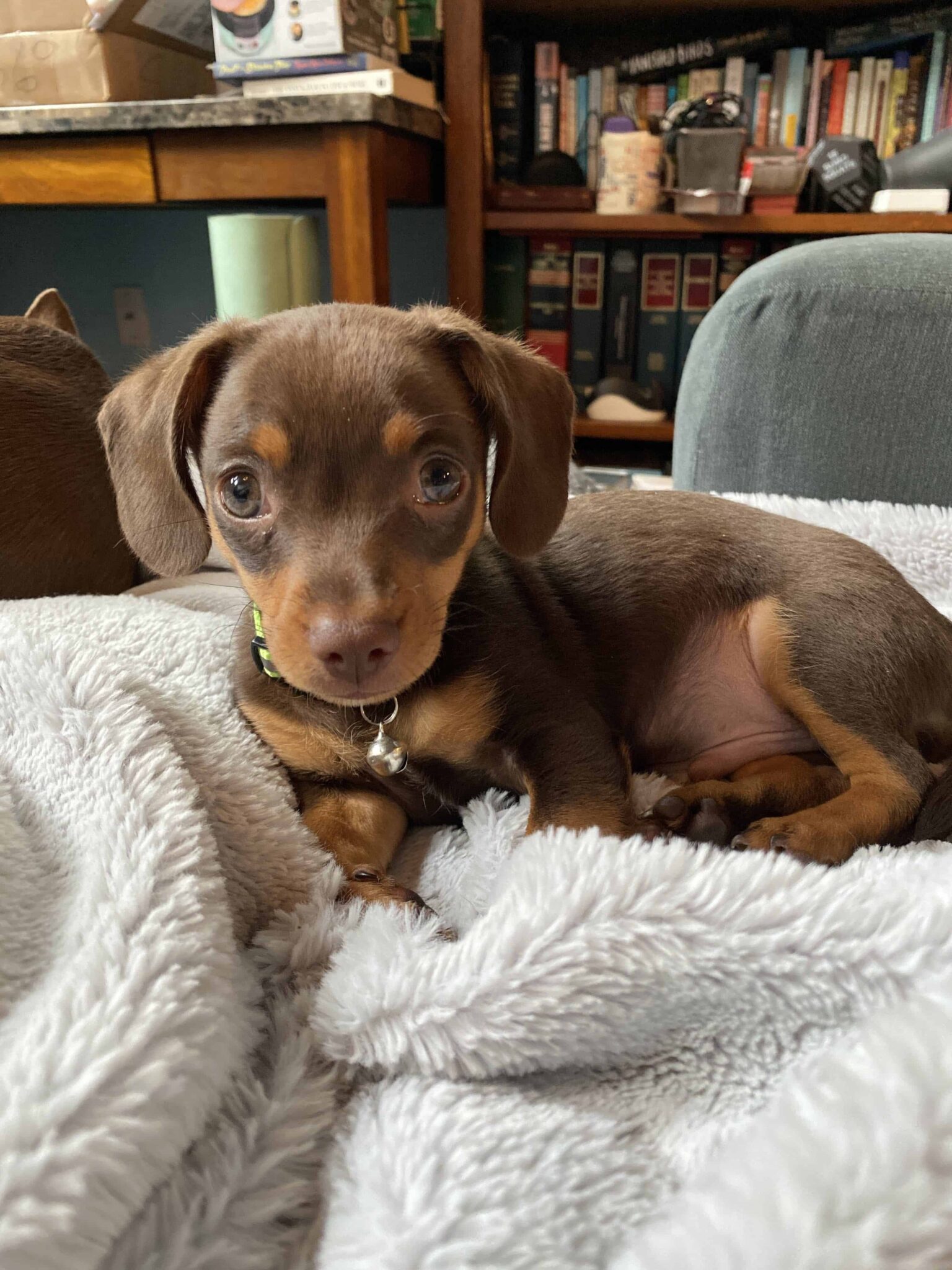 12 Things To Know Before Adopting A Chiweenie: Essential Tips For New ...