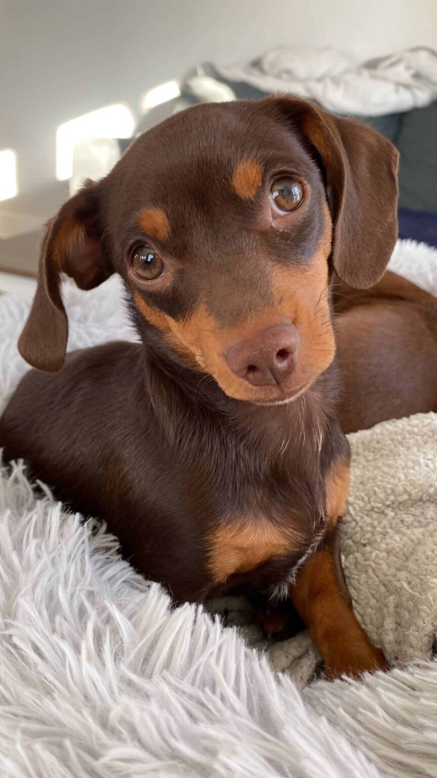 Discover The Chiweenie: Breed Info, Traits & Personality - [2026]