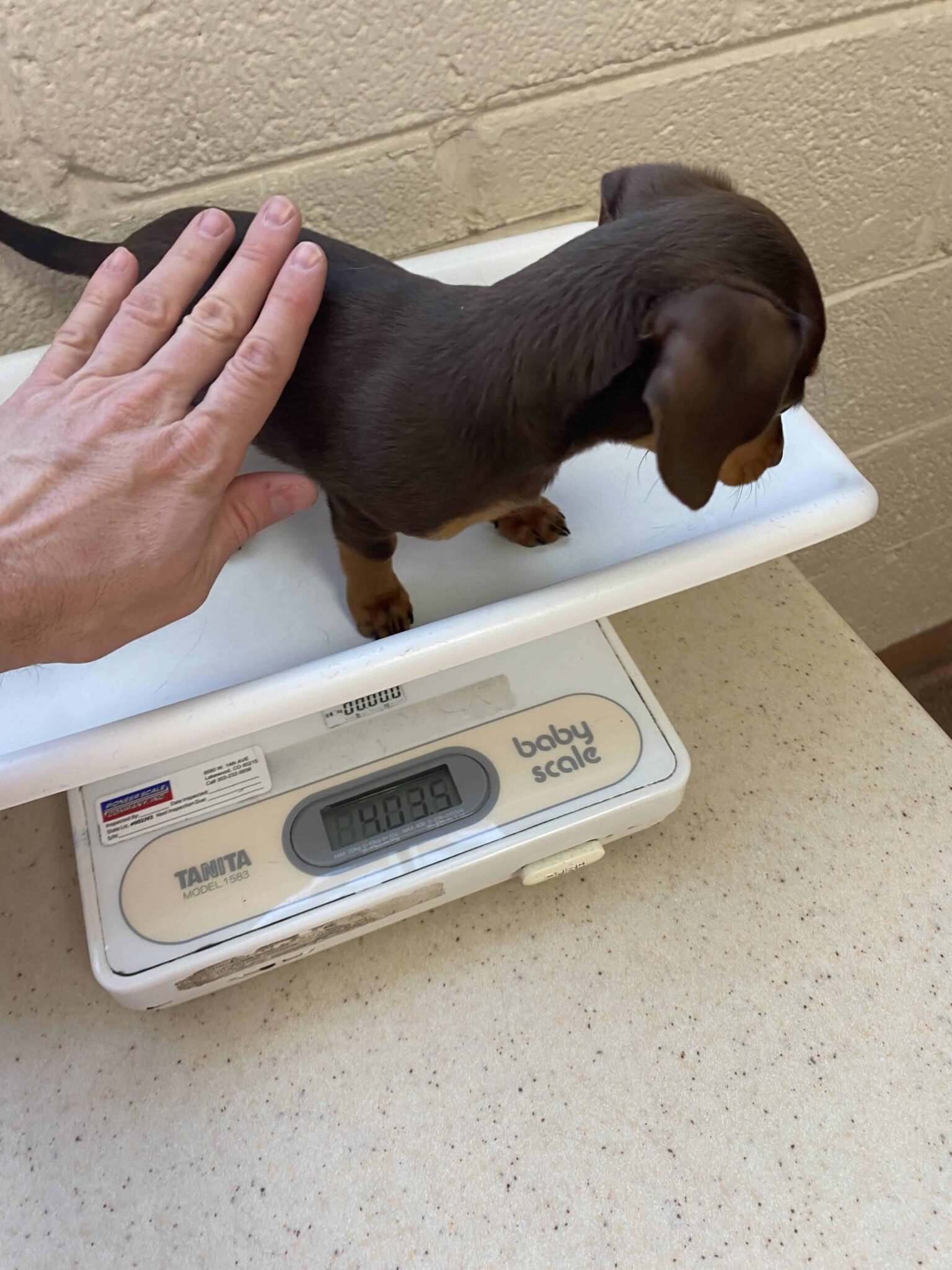Discover The Chiweenie: Breed Info, Traits & Personality - [2026]