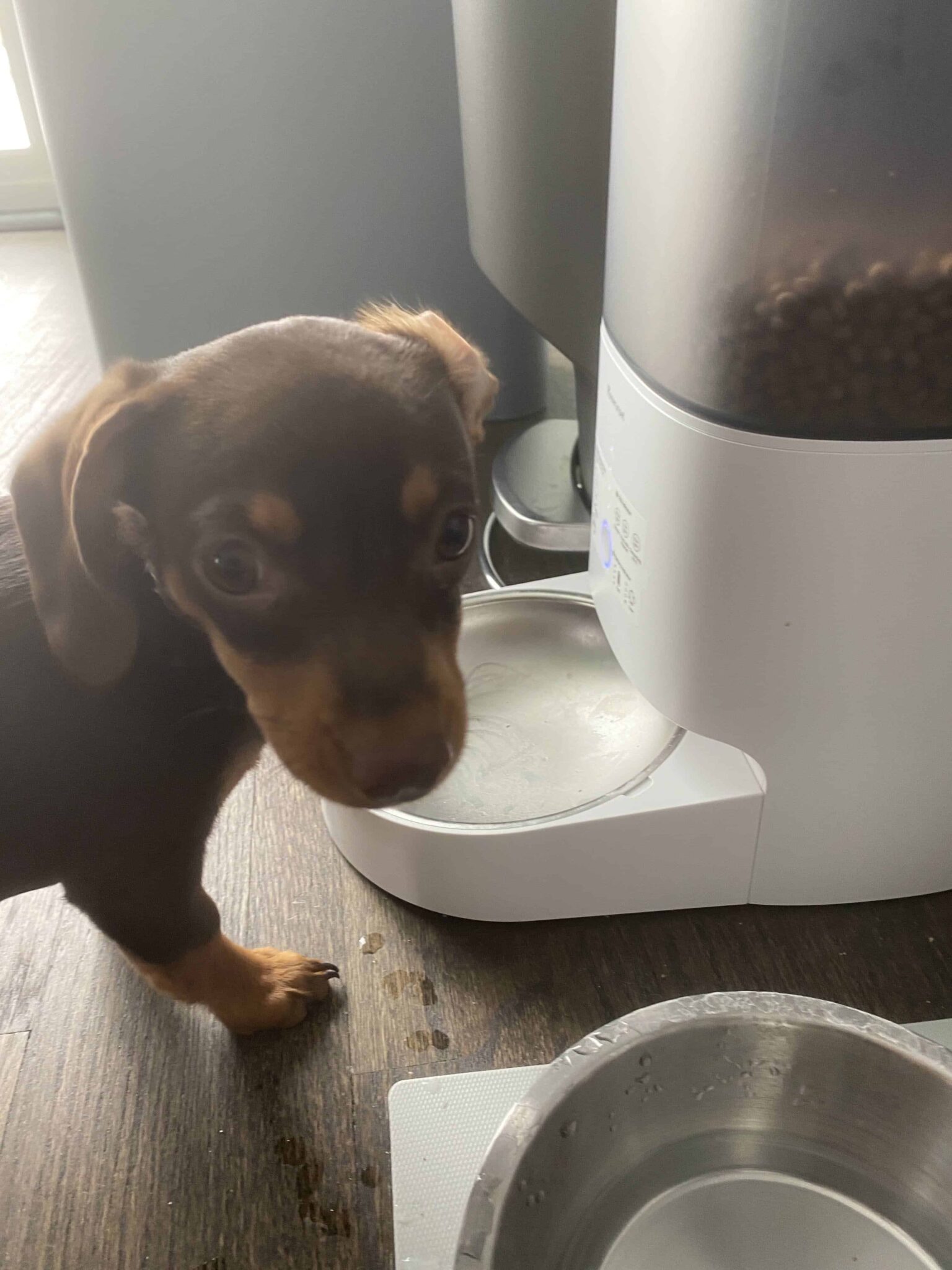 Feeding Your Chiweenie: How Much Should They Eat? - [2026]