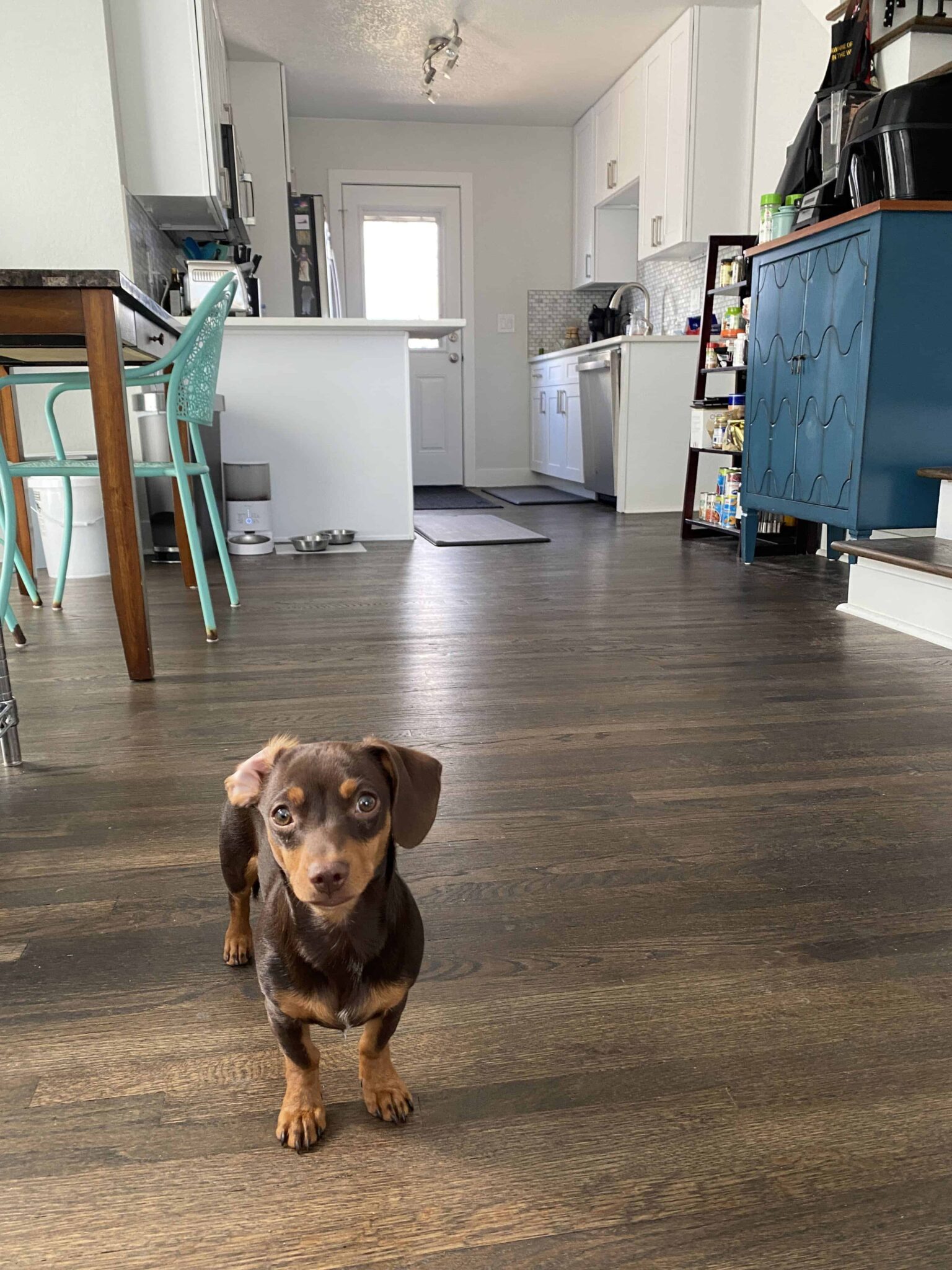 Discover The Chiweenie: Breed Info, Traits & Personality - [2026]