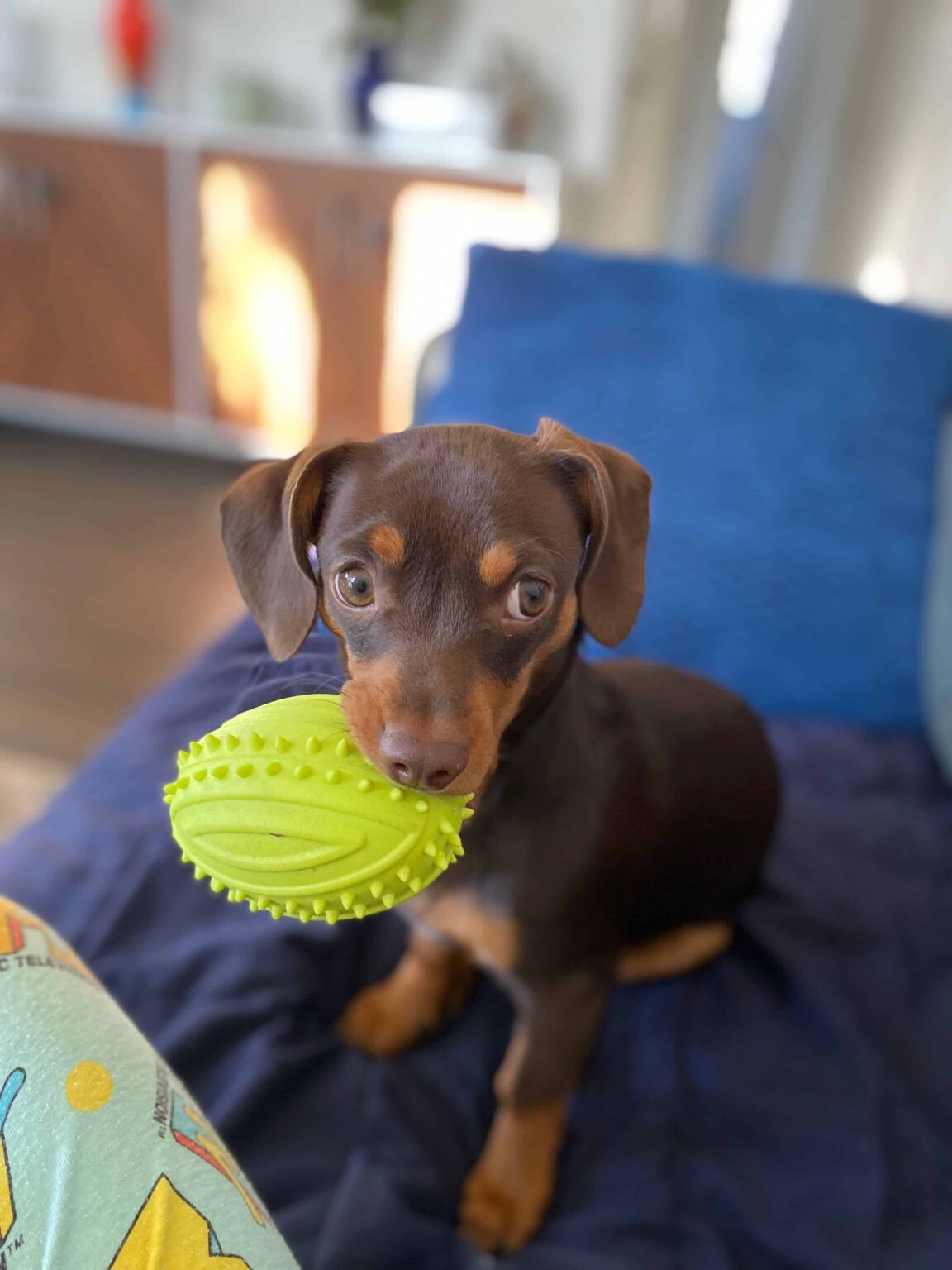 Why Is My Chiweenie Aggressive? Tips To Help Your Pup - [2026]