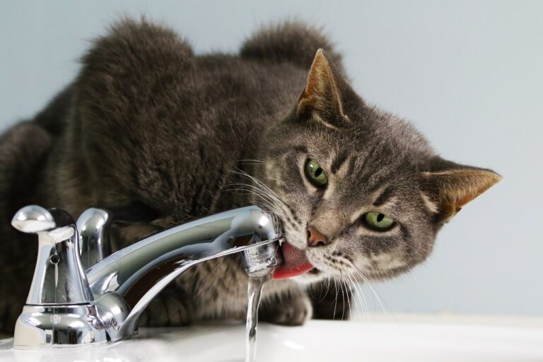 What Is The Best Water For Cats? Expert Advice And Tips - [2026]