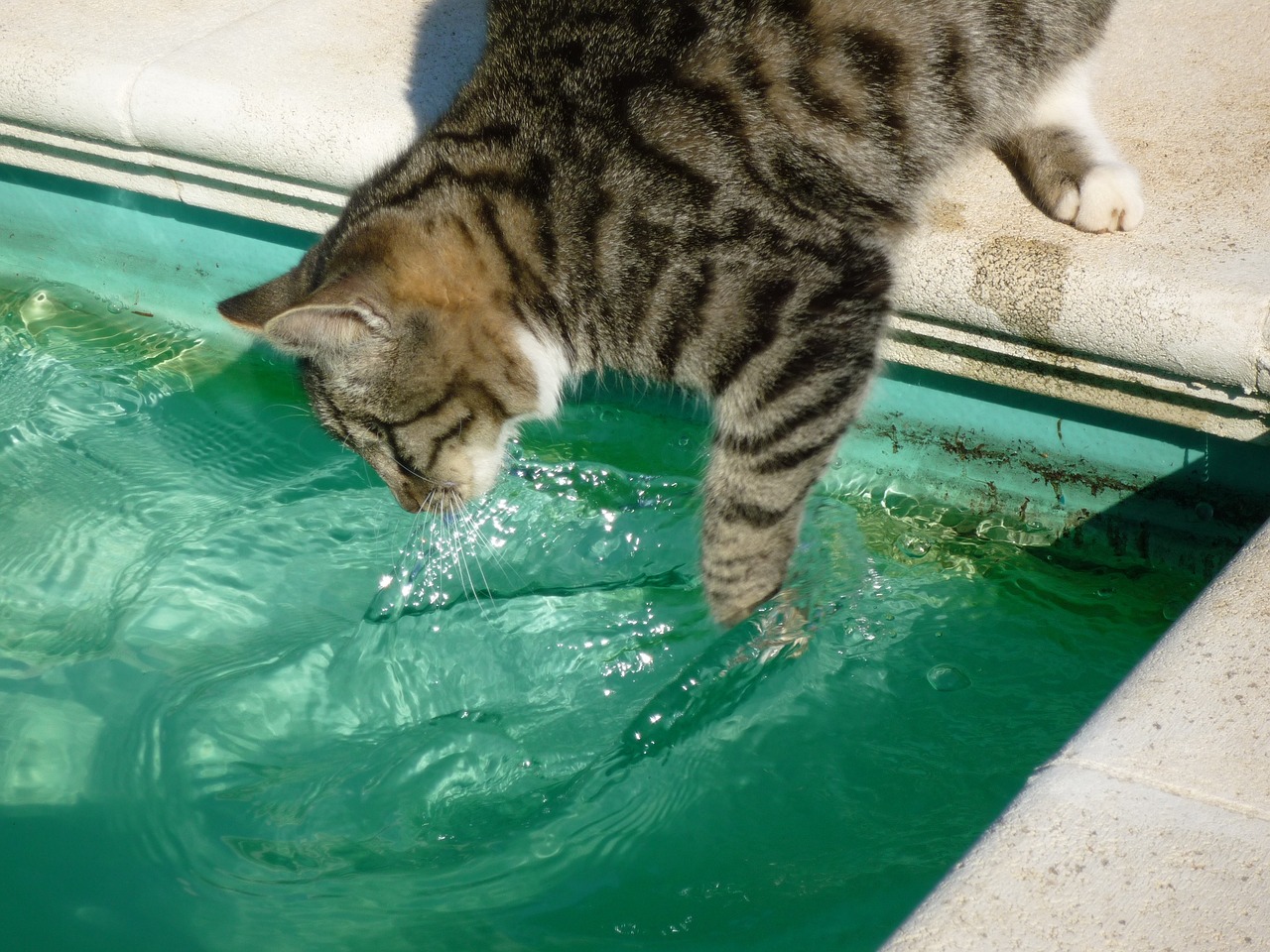 Why Do Cats Wash Their Paws In Water? The Fascinating Reason - [2026]