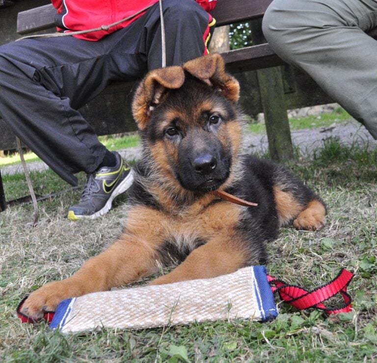13 Essential Tips For Adopting A Rescue German Shepherd Puppy: Friendly ...